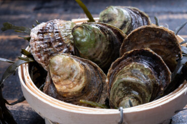 A Guide to the Different Types of Oysters in the Ocean - American Oceans