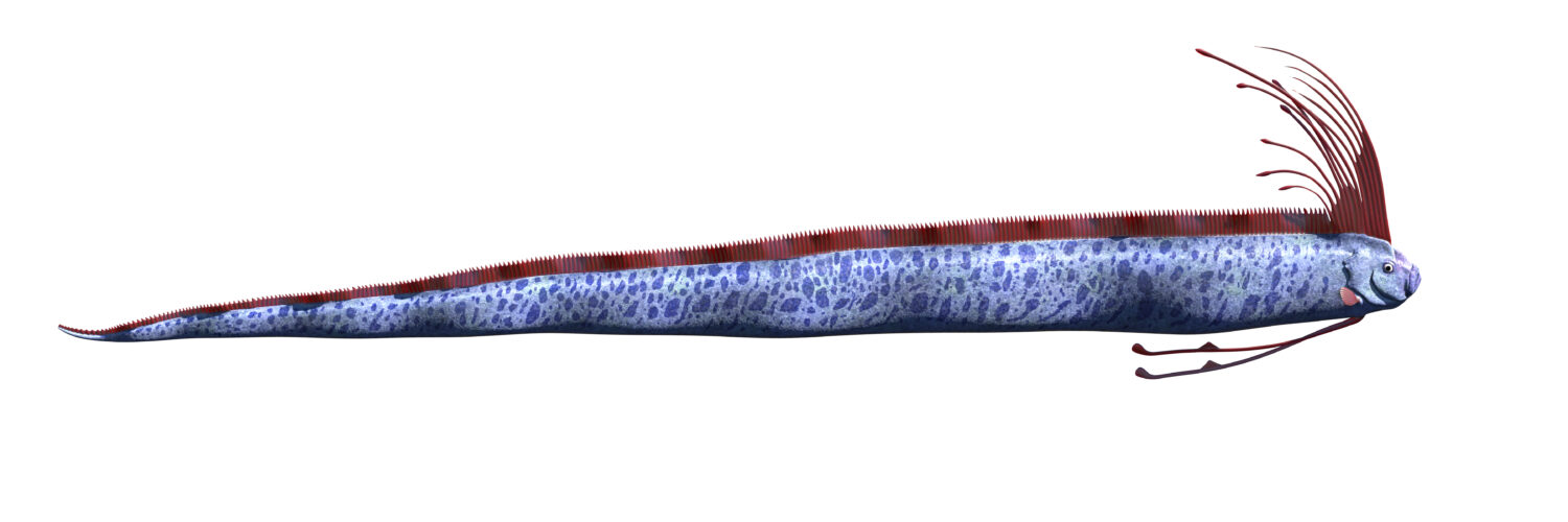 Oarfish