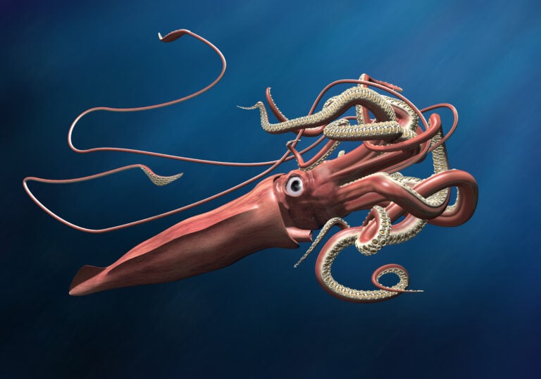 The Ultimate Showdown Between a Great White Shark and Giant Squid
