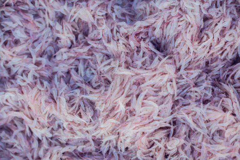 What Eats Krill?