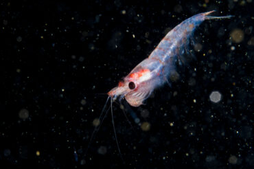 Incredible Animals That Eat Plankton