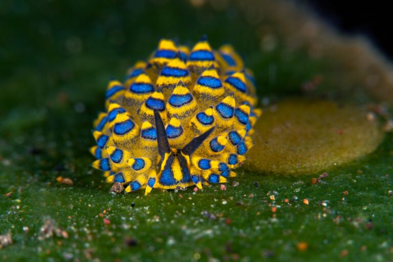 Sea Sheep