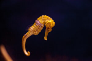 A Guide to the Different Types of Seahorses in the Ocean - American Oceans