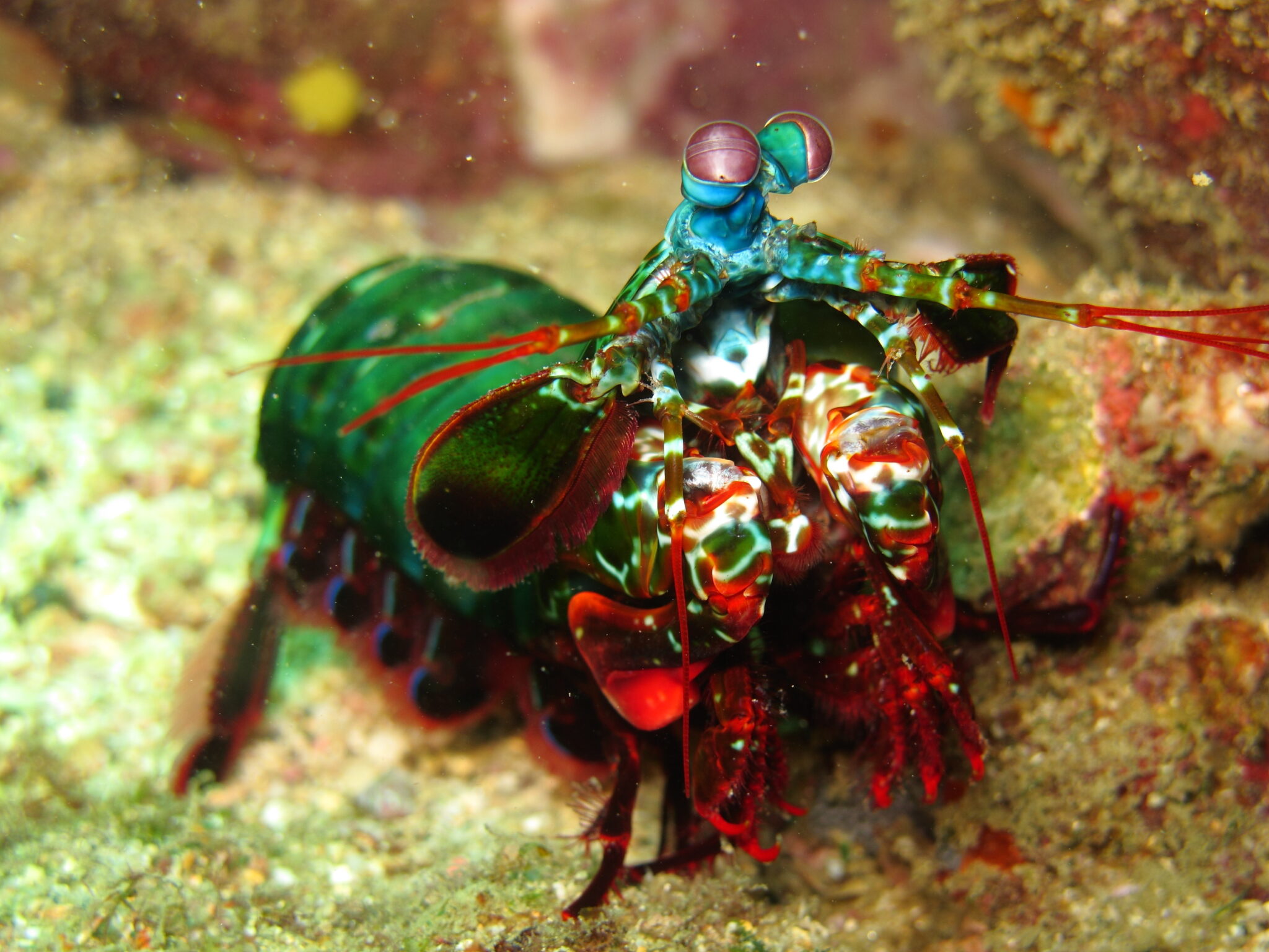 Mantis Shrimp
