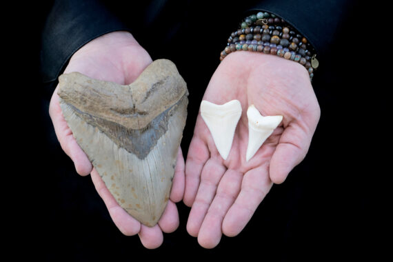 Different Types of Shark Teeth