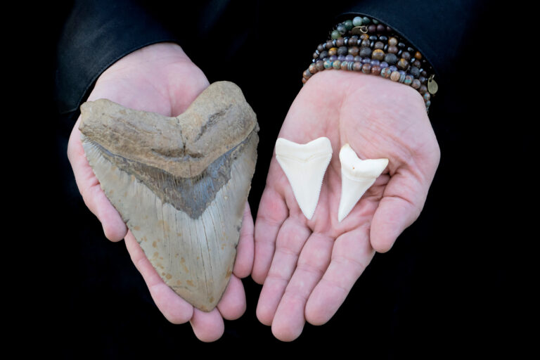 The Real Reason Megalodon Went Extinct