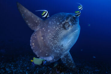 Ocean Sunfish