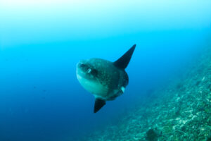 Ocean Sunfish