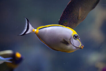 Types of Tang Fish