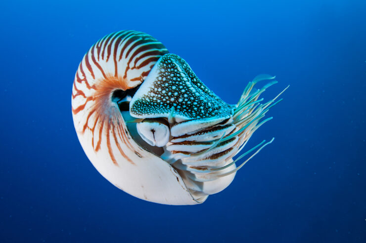 Nautilus