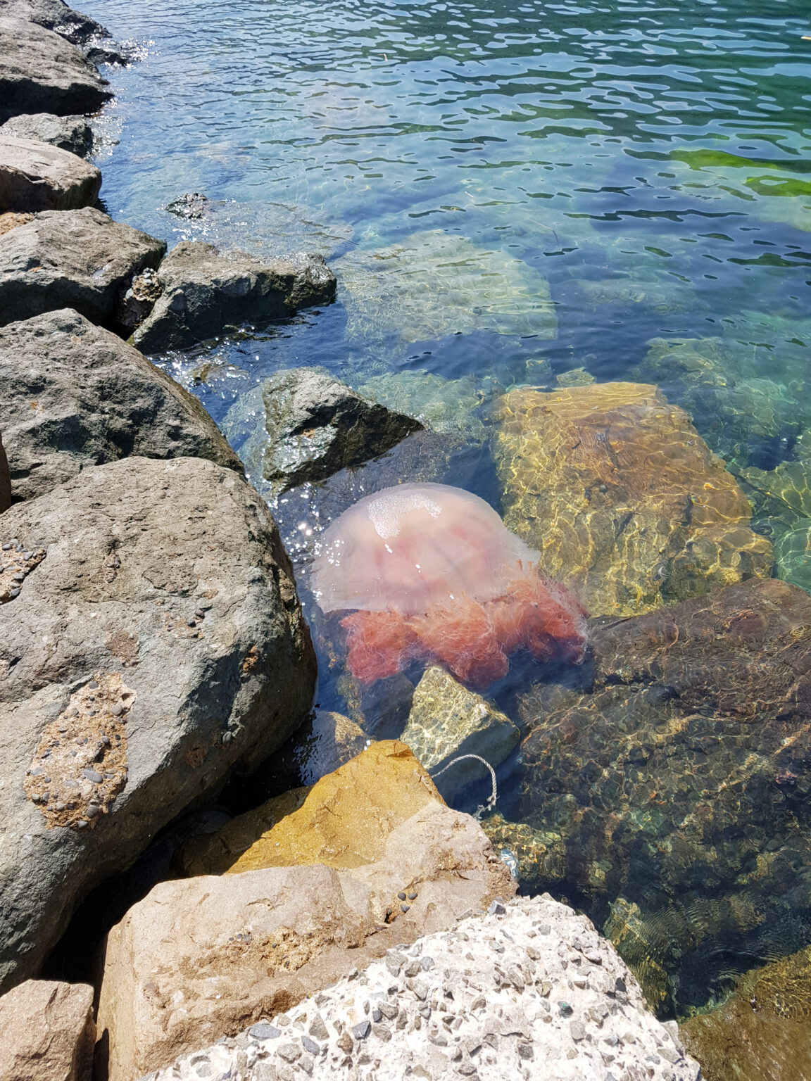 How Long Do Jellyfish Live?
