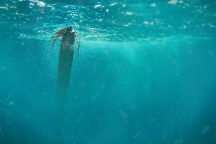 Oarfish