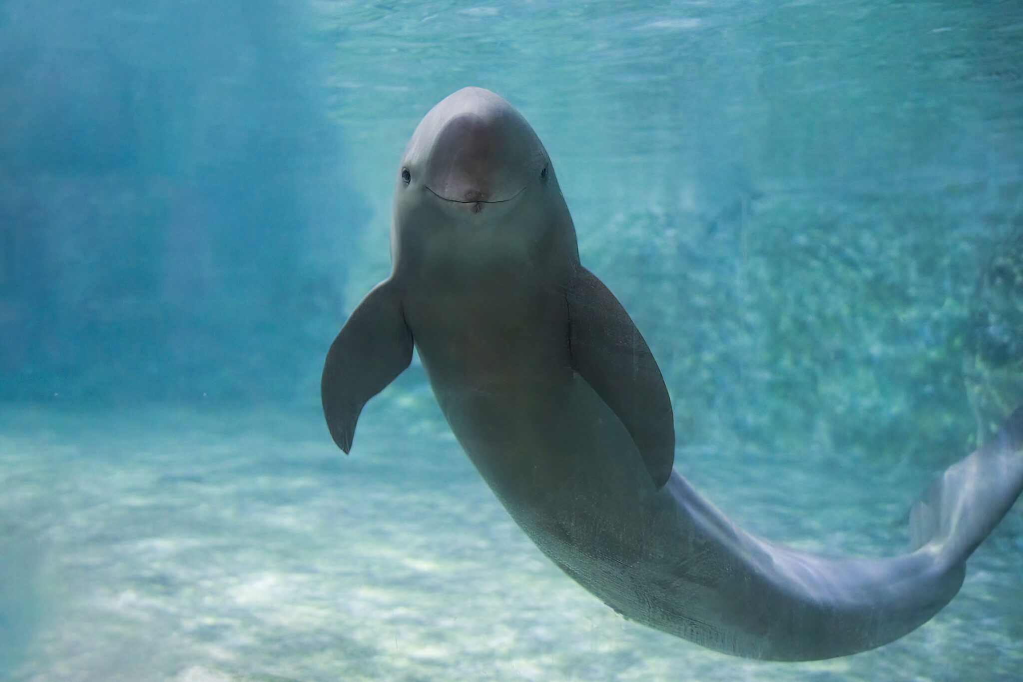 What's the Difference Between a Dolphin and a Porpoise