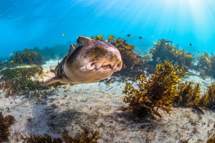 Port Jackson Shark
