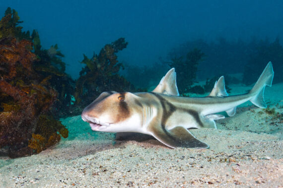 Port Jackson Shark