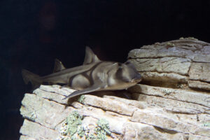 Port Jackson Shark