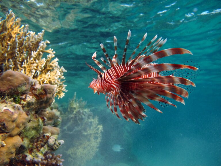 Why Are Lionfish Considered Invasive?