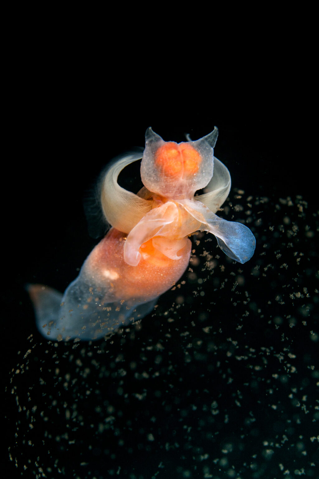 Sea Butterfly