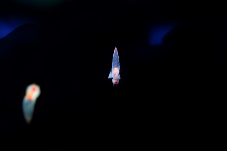 Sea Butterfly