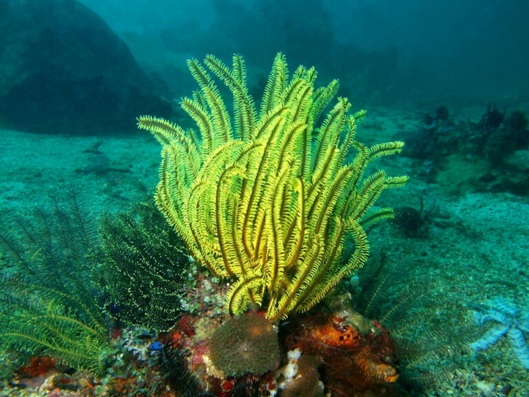 Sea Lily