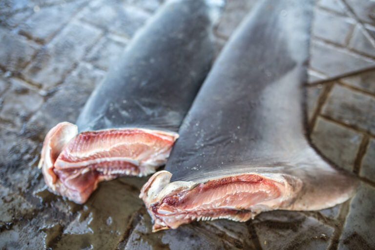 The Devastating Reality of Shark Finning