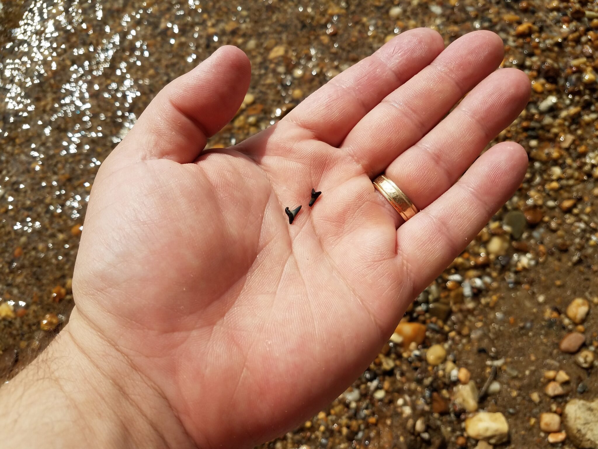 Different Types of Shark Teeth