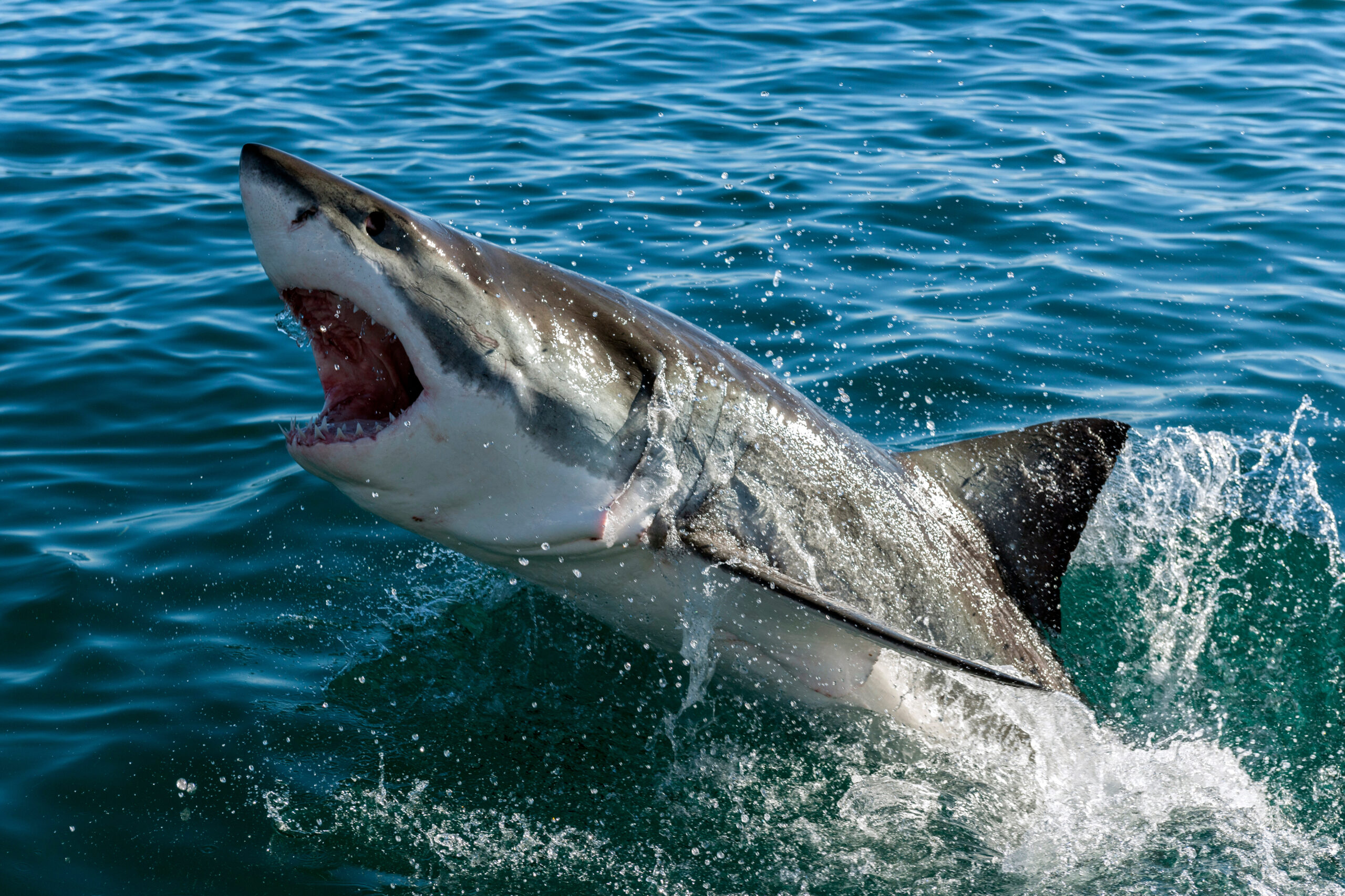 Carolinas Sand Tiger Shark