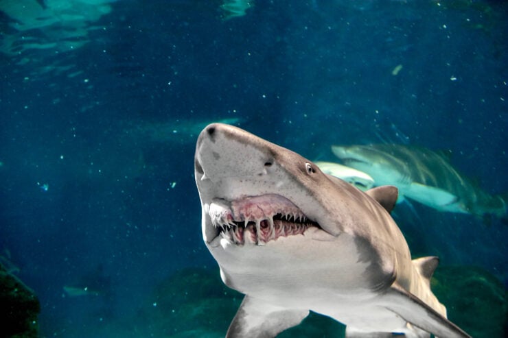 Different Types of Shark Teeth