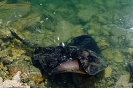 Types of Stingrays to Know