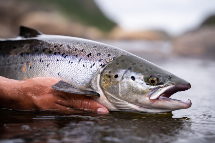 Atlantic Salmon
