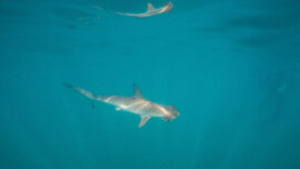 Types of Hammerhead Sharks