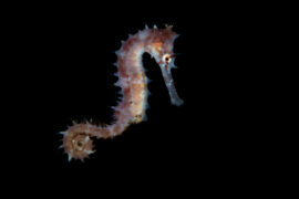 A Guide to the Different Types of Seahorses in the Ocean - American Oceans