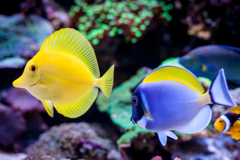 Types of Tang Fish