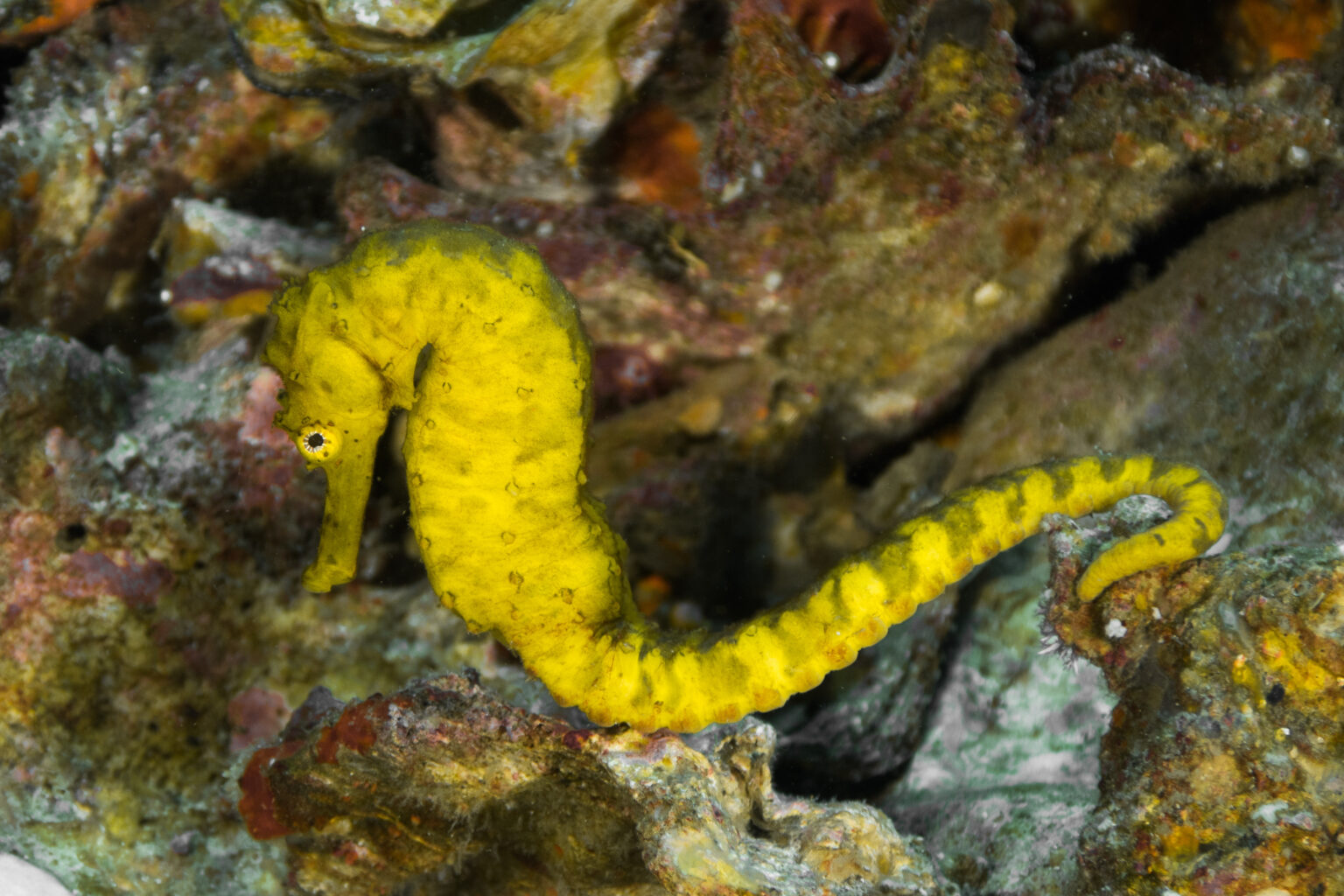 A Guide to the Different Types of Seahorses in the Ocean - American Oceans