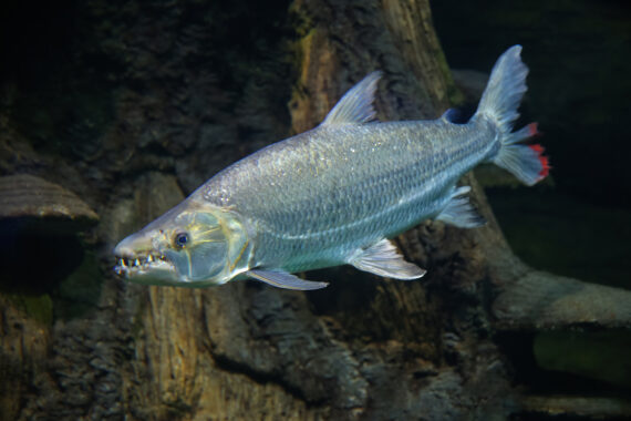 World's Most Dangerous Fish