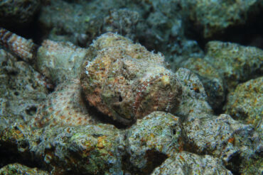 Stonefish Facts