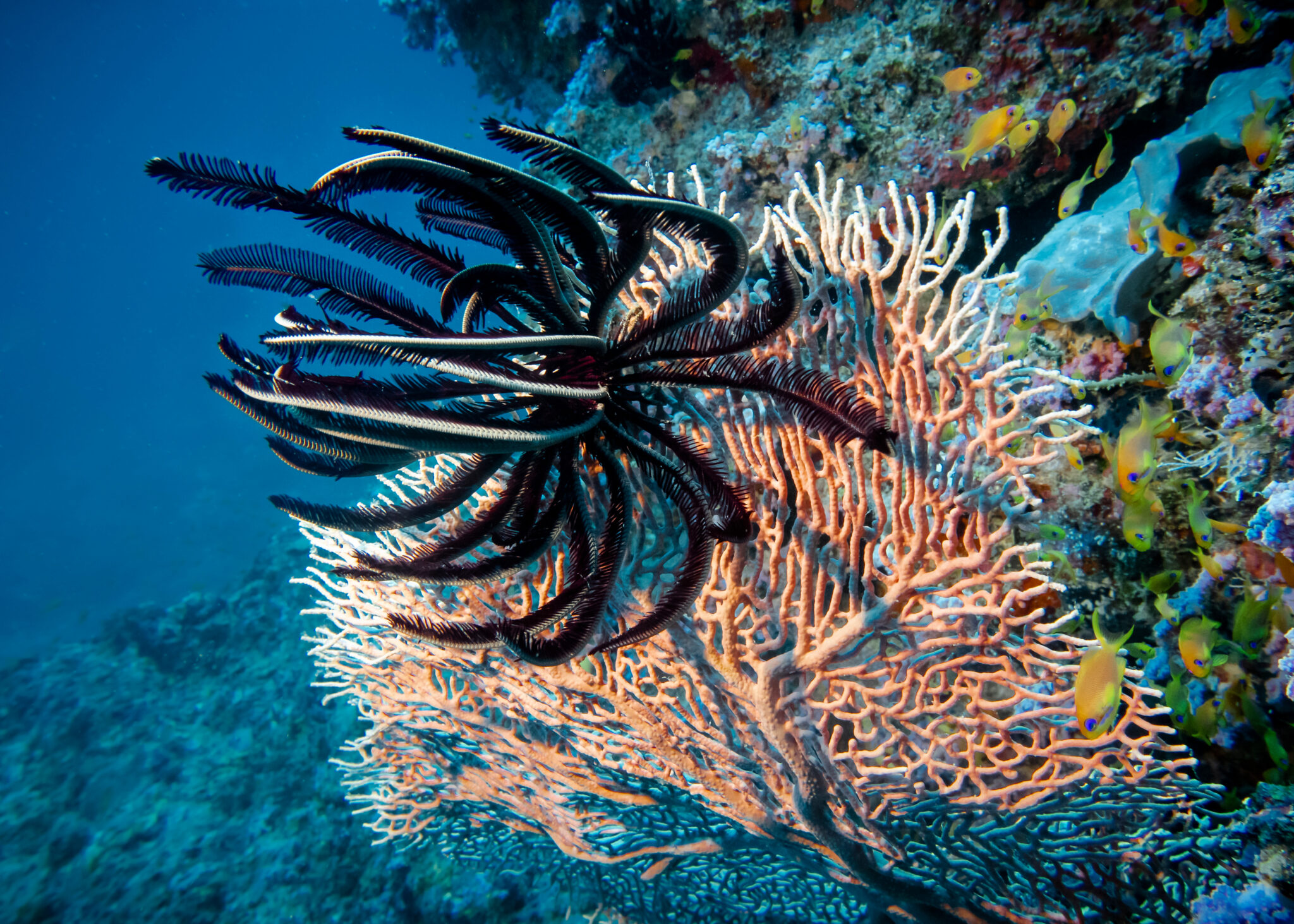 Sea Lily
