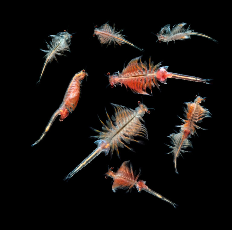 Why is Plankton Important?