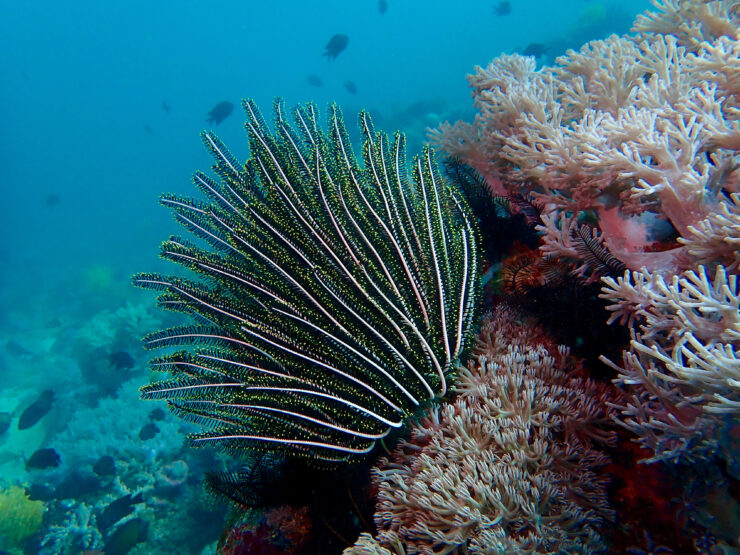 Sea Lily