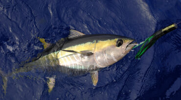 Yellowfin Tuna