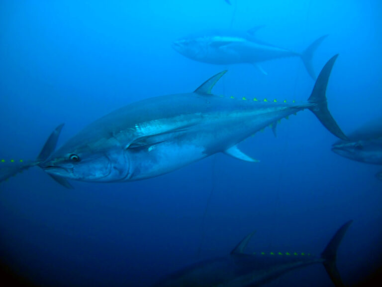 What Kind of Tuna is Ahi Tuna? - American Oceans
