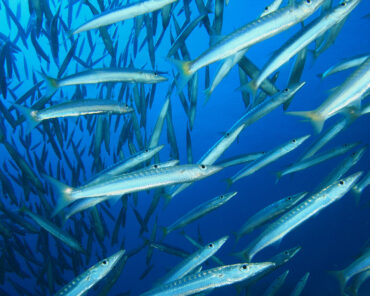10 Types of Barracuda in the World's Ocean - American Oceans