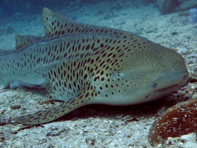 Zebra Shark