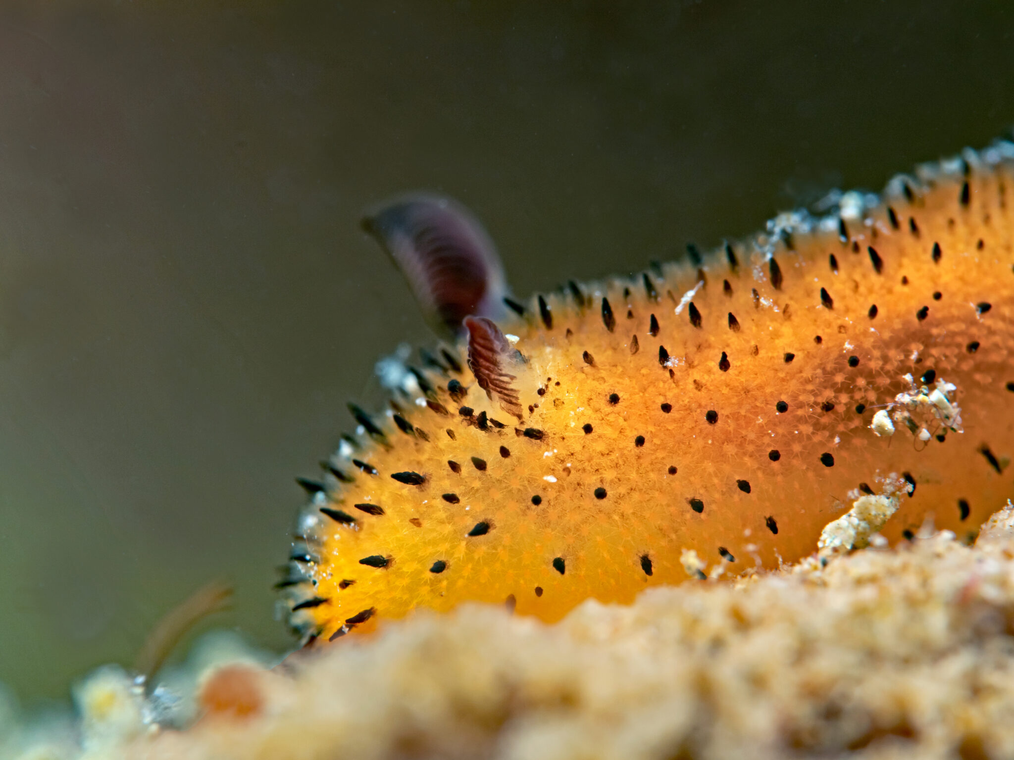 Sea Bunny