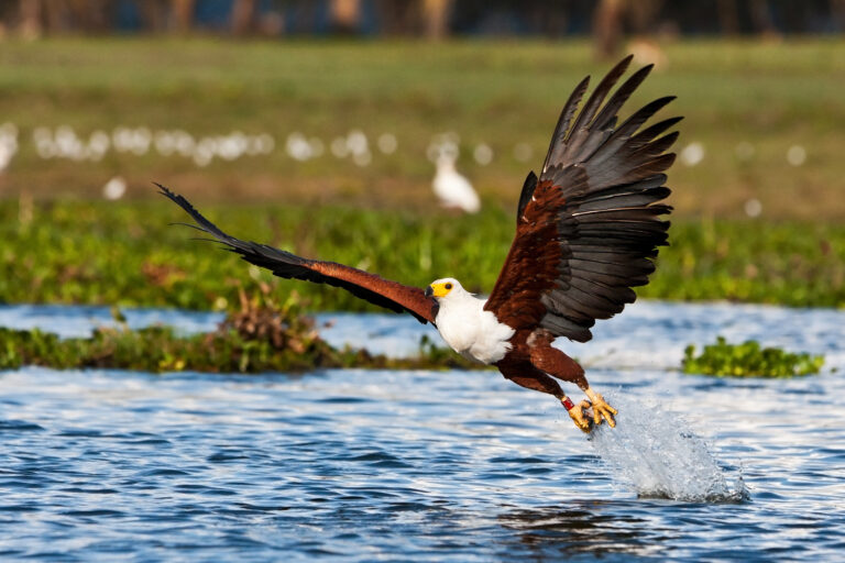 7 Birds That Eat Fish