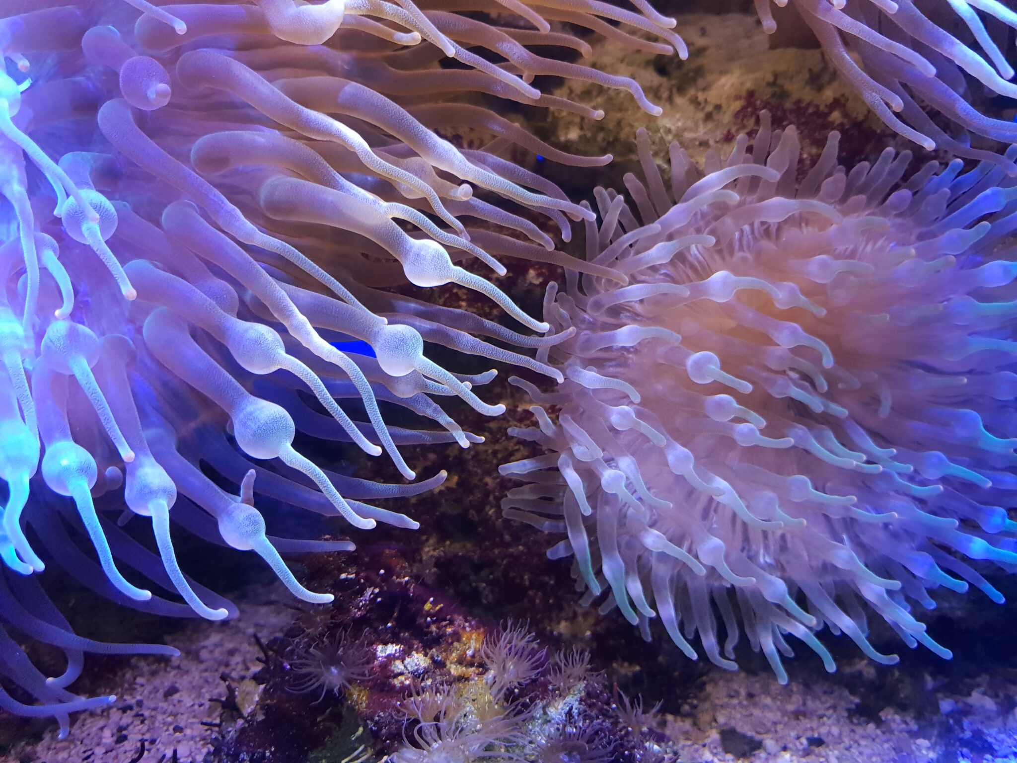 A Guide to How Dangerous Sea Anemones Are