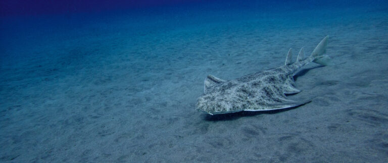 Sharks in Greece