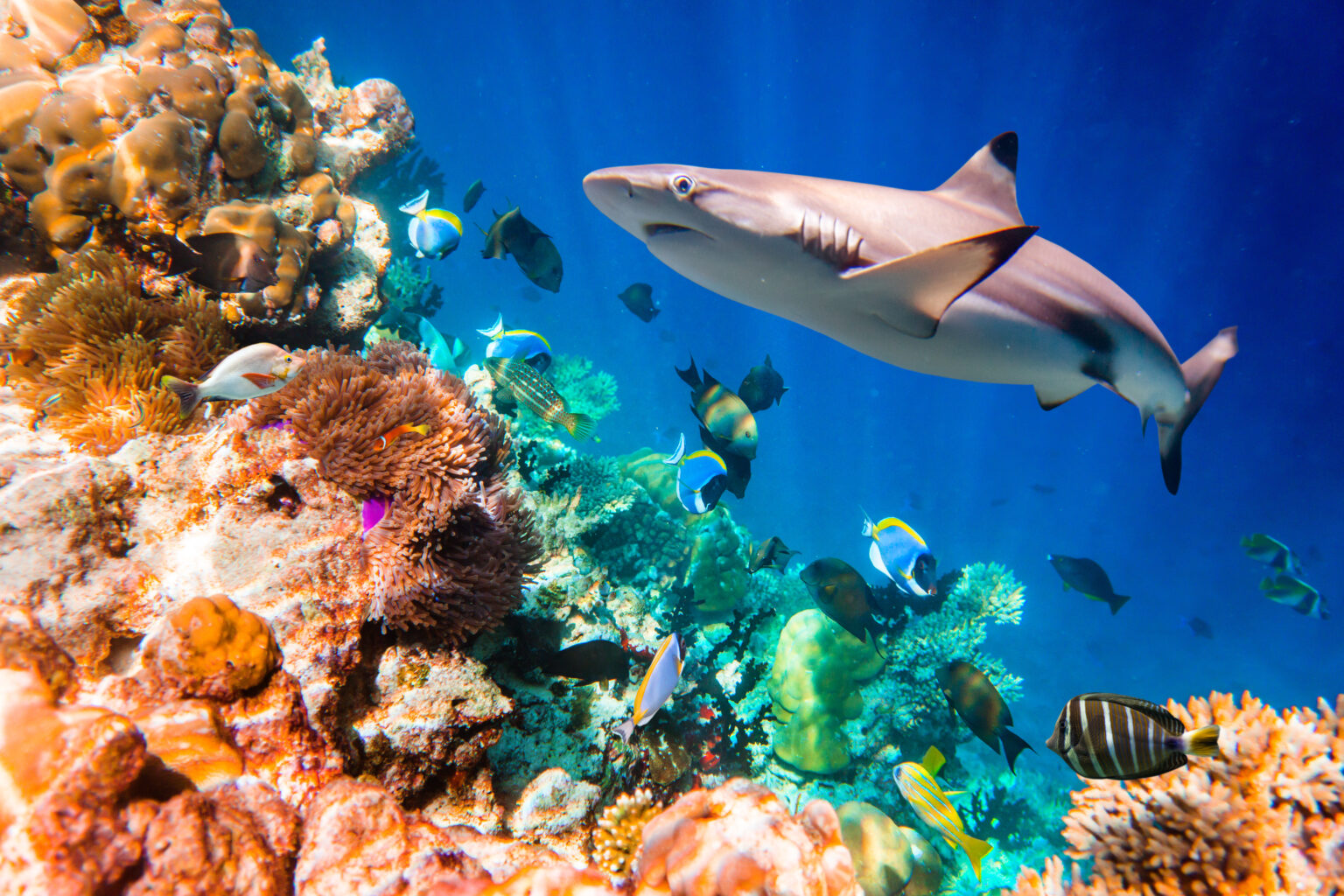 How Long Do Sharks Live?