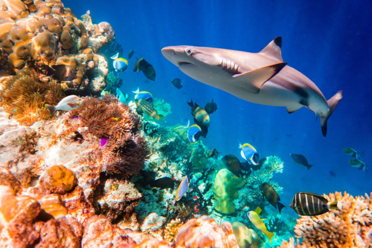 How Long Do Sharks Live?