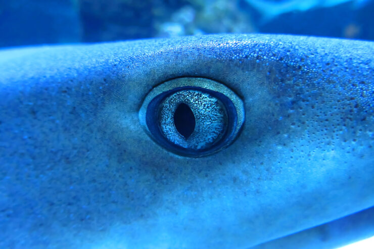 Can Sharks Sense Electricity?